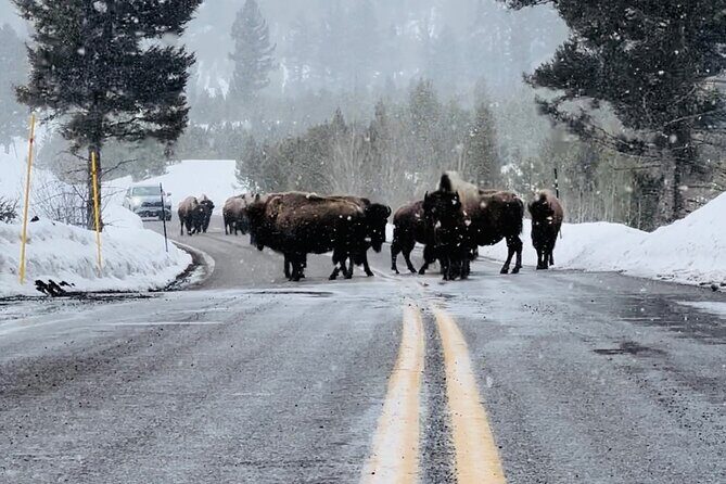 Winter Wildlife Safari: Lamar Valley | Bozeman | PRIVATE + Lunch - FAQ