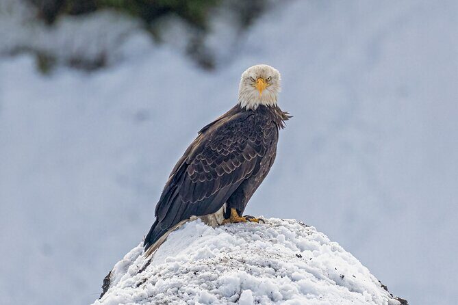 Winter Wildlife Safari: Lamar Valley | Gardiner | PRIVATE + Lunch - Discover the Winter Wildlife Safari in Yellowstone: An Honest Review