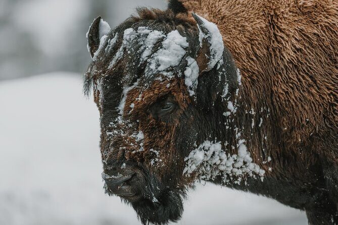 Winter Wildlife Safari: Lamar Valley | Gardiner | PRIVATE + Lunch - FAQ