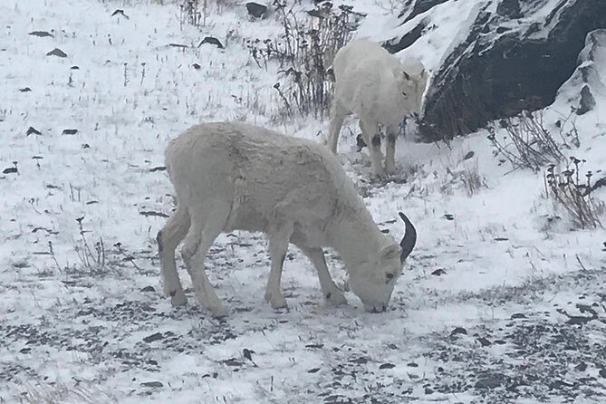 Winter - Wildlife & Turnagain Arm Tour - FAQs