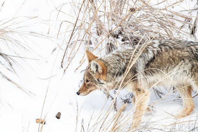 Winter Wildlife Watching Private Tour - An In-Depth Look at the Winter Wildlife Watching Tour