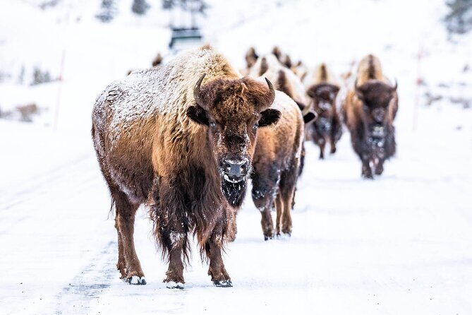 Winter Wildlife Watching Private Tour - Final Thoughts on Value and Experience
