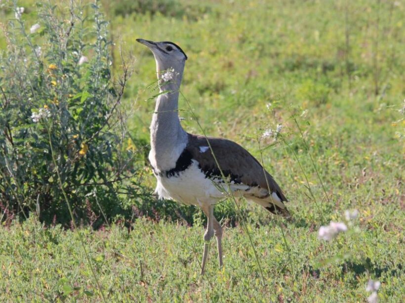 Winton: Bladensburg National Park Half Day Tour - Why This Tour Stands Out