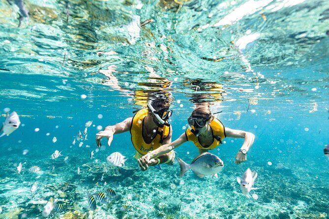 With Turtles, Shipwreck, Cenote, and Reef and Transport Included - Key Points