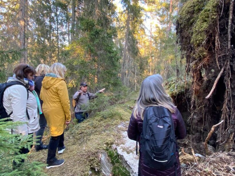 Wolf and Wildlife Tracking in Sweden - What Makes This Safari Stand Out?