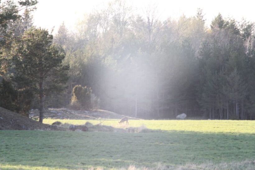 Wolf and Wildlife Tracking in Sweden - Who Should Consider This Tour?