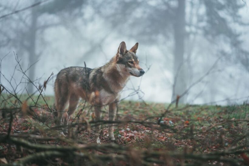 Wolf and Wildlife Tracking in Sweden - Final Thoughts