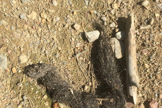 Wolf and Wildlife Tracking in Sweden - Final Thoughts: Is It Worth It?