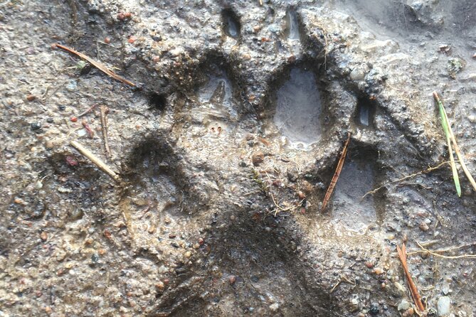 Wolf and Wildlife Tracking in Sweden - Frequently Asked Questions