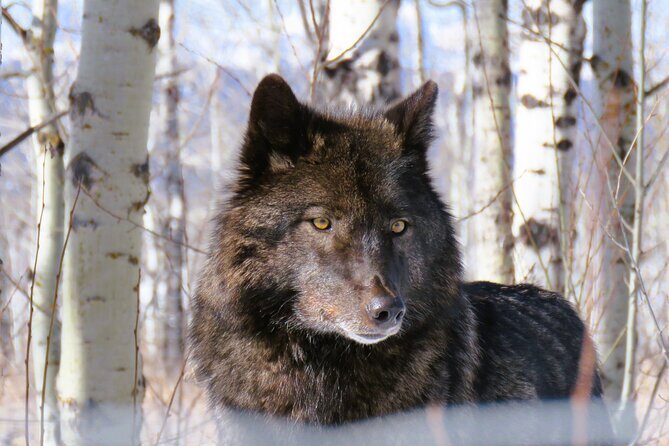 Wolfdog Sanctuary and Banff Day Trip - A Deep Dive Into the Experience