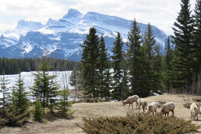 Wolfdog Sanctuary and Banff Day Trip - FAQ