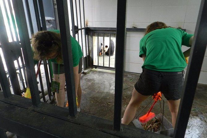 Wolong Panda Base Volunteering Program from Chengdu - The Experience in Detail