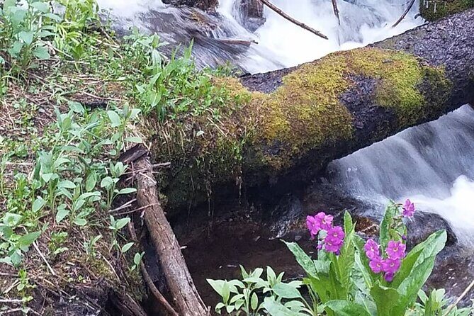Women's Hike to Ouzel Falls in Rocky Mountain National Park - The Itinerary: What Makes This Hike Special