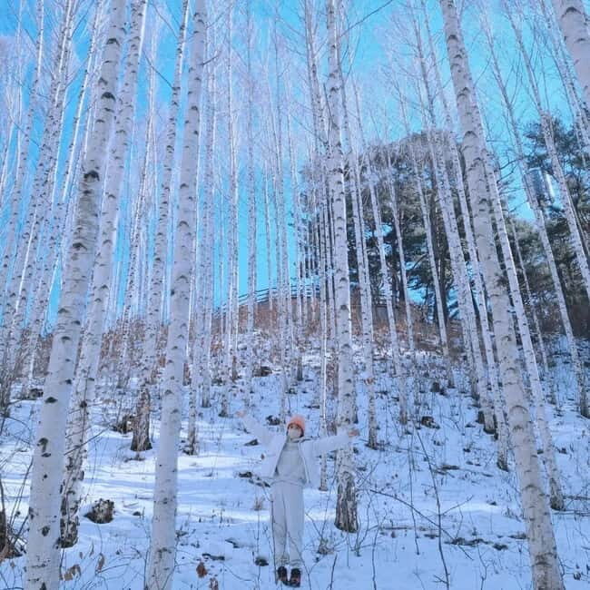 Wondae-ri Birch Forest and In-je Maebawi Icewall Day Tour - Exploring Korea’s Winter Landscape: What to Expect on the Tour