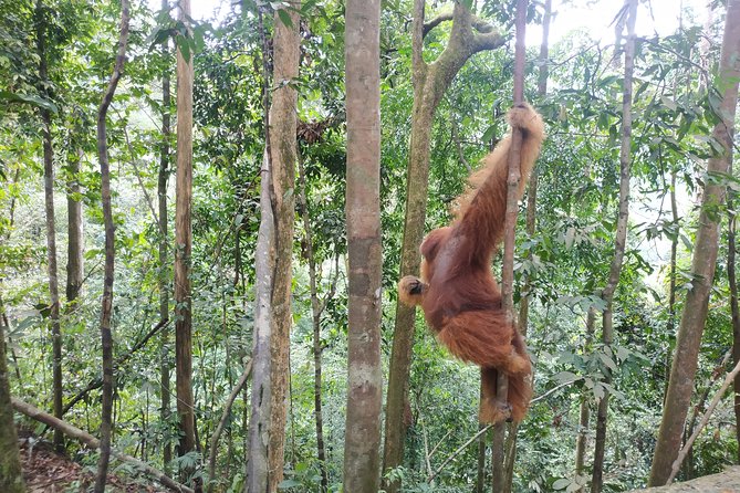 Wonderful 7 Days North Sumatra Tour (Include: 2 Days 1 Night Jungle Trekking) - Value and Practical Considerations