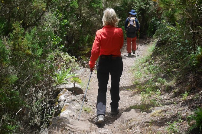 Wonderful Hike Through the Magic Forest of Tenerife - Meeting Point and Schedule