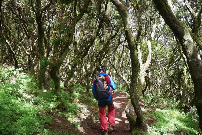 Wonderful Hike Through the Magic Forest of Tenerife - Preparation and Requirements