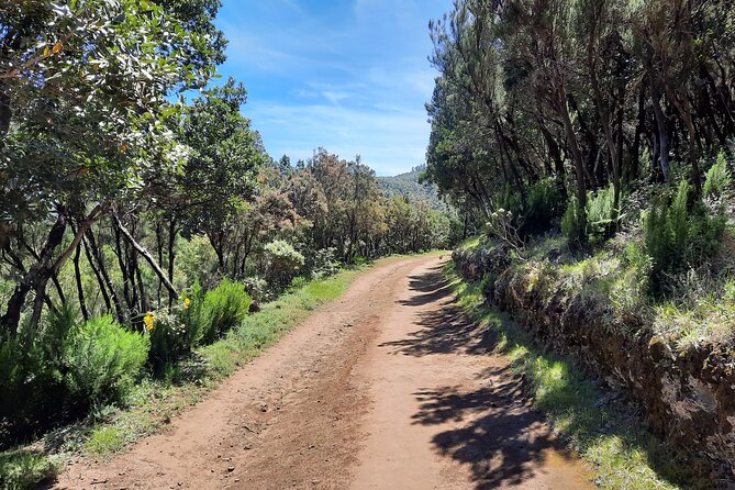 Wonderful Hike Through the Magic Forest of Tenerife - Booking Information