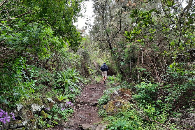Wonderful Hike Through the Magic Forest of Tenerife - Taking in Local Traditions