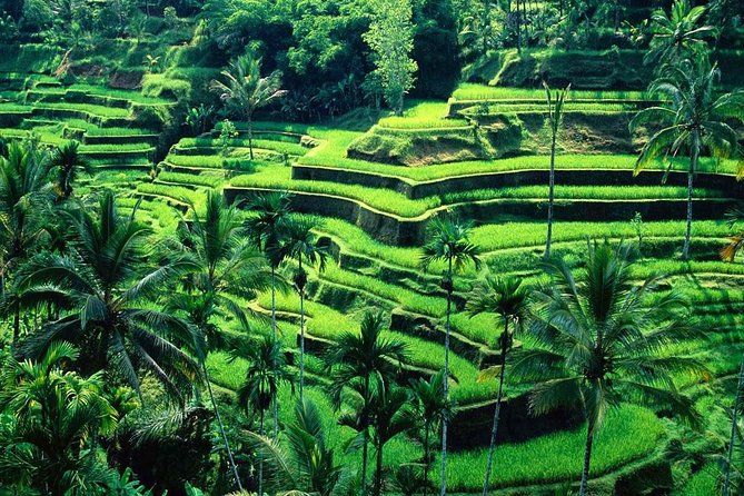 Wonderful Of Ubud Tours - Who Will Love This Tour?