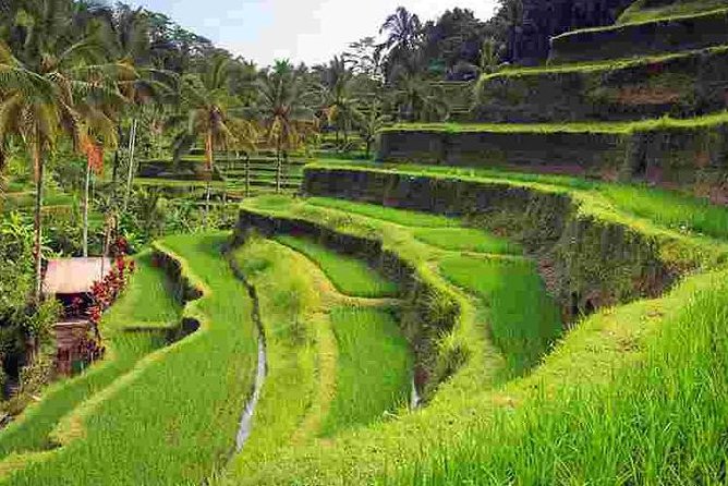 Wonderful Of Ubud Tours - The Sum Up