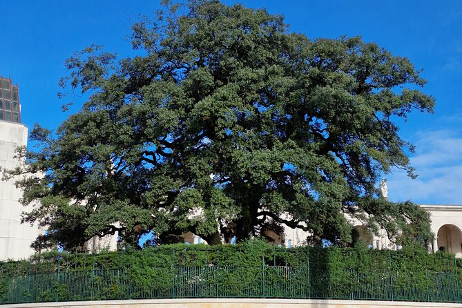 Wonderful Private Half-day tour in Fátima - What Makes This Tour Special?