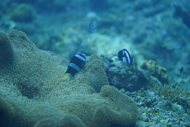 Wonderful Snorkeling Trip from Manila! updated *** - The Guide and Facilities: What’s Included