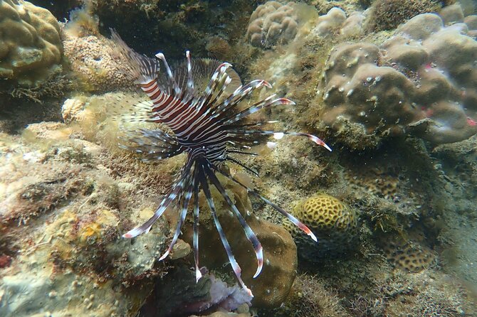 Wonderful Snorkeling Trip from Manila! updated *** - Is this Tour Worth the Price?