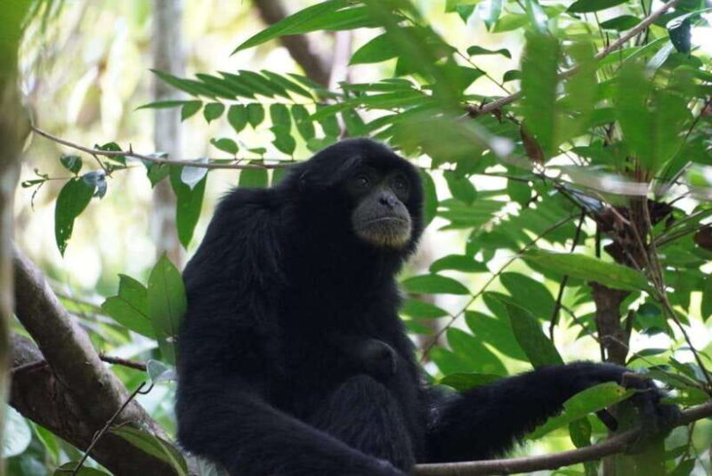 Wonderfull Orangutan Sumatera Jungle Trekking and tour - Key Points