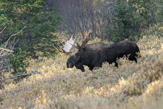 Wonders of Yellowstone Lower Loop Private Tour with Lunch - Exploring the Itinerary: What to Expect on the Lower Loop Tour