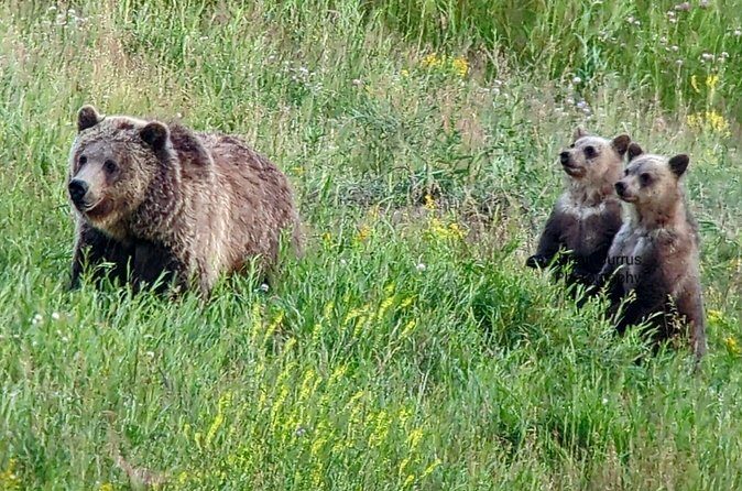 Wonders of Yellowstone Lower Loop Private Tour with Lunch - What Past Travelers Say