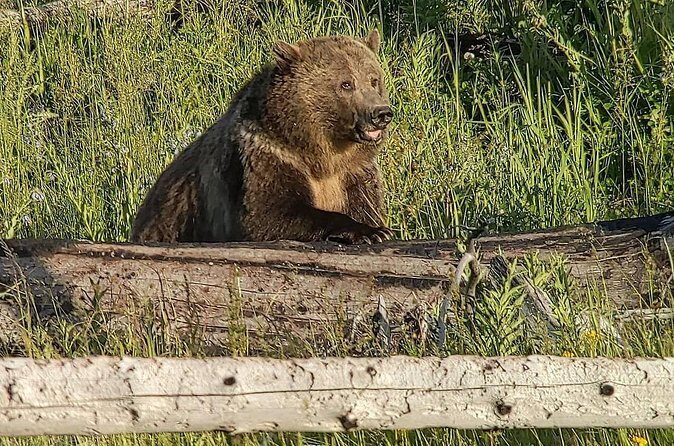 Wonders of Yellowstone Lower Loop Private Tour with Lunch - Frequently Asked Questions (FAQs)