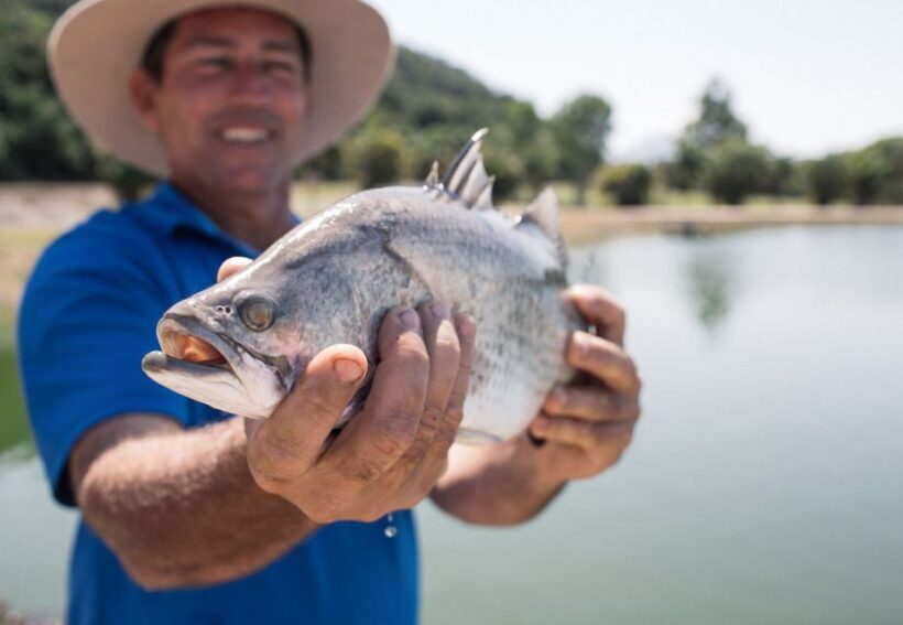 Wonga: Daintree Saltwater Farm Tour - FAQ
