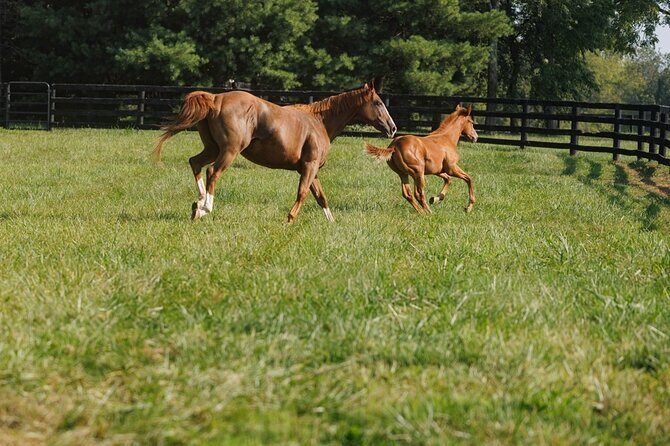 Woodford Reserve, Kismet Thoroughbred Farm & Whiskey Thief - The Itinerary Breakdown: What to Expect