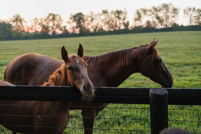 Woodford Reserve, Kismet Thoroughbred Farm & Whiskey Thief - Who Will Love This Tour?