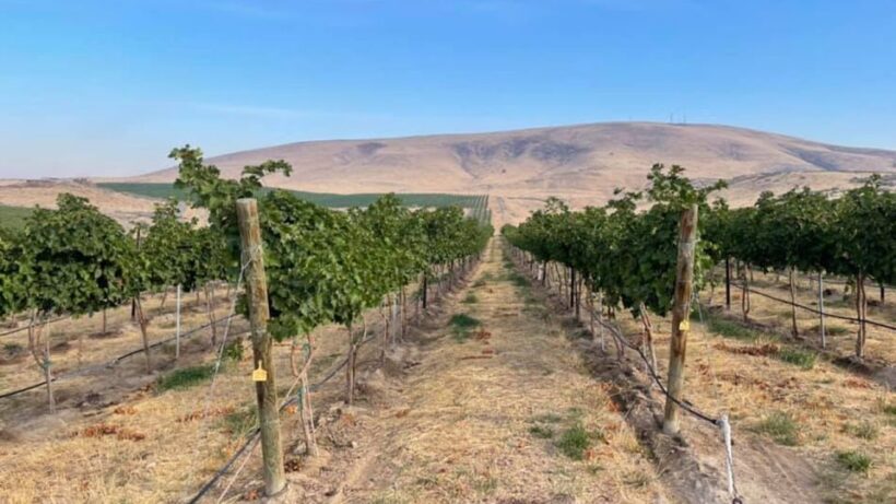 Woodinville Wine Country: Warehouse District Wine Pass - Final Thoughts