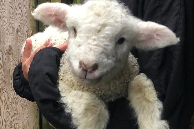 Wool Sheep Farm Experience with Handmade Wool Hat in New Zealand - FAQs