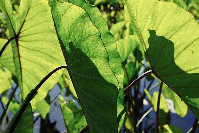 Work with Native Reforestation and Polynesian Agriculture in Maui - Introduction