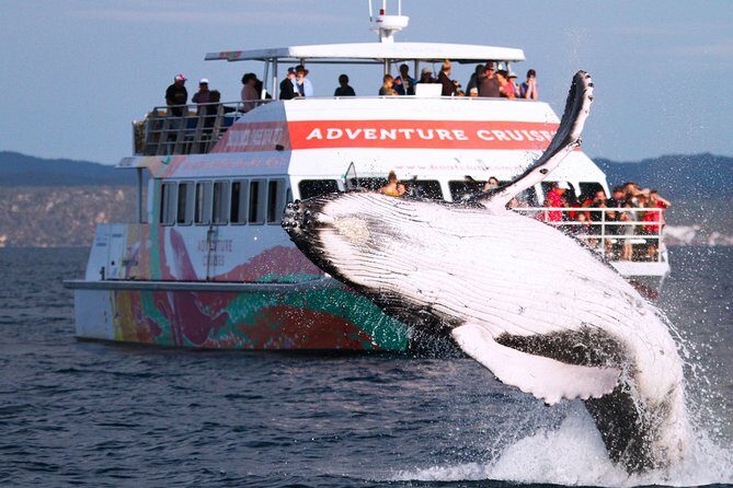 World class Whale Watching from Hervey Bay - Final Thoughts