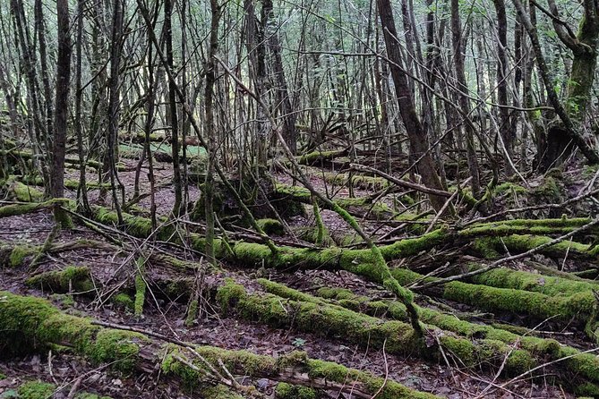 World War 1 Walk Through Trenches and Bunkers - Key Points