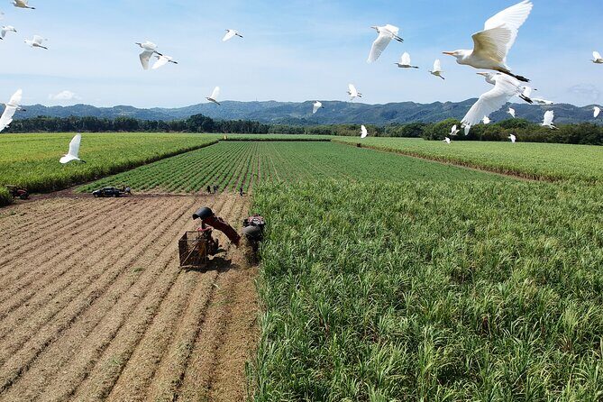 Worthy Park Estate Rum Tour from Ocho Rios - Practical Details and Value