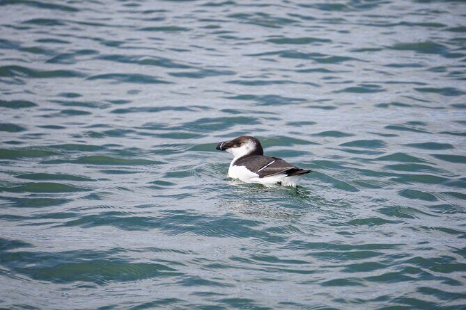 Wrightsville BirdWatching Cruise - An Honest Look at the Wrightsville BirdWatching Cruise