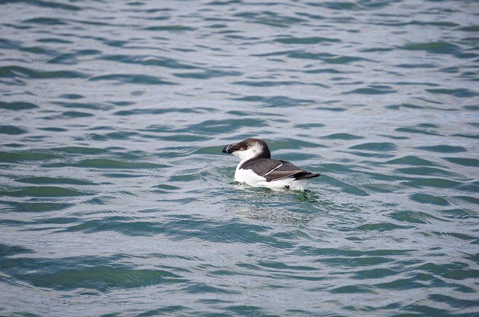 Wrightsville BirdWatching Cruise - Who Should Consider This Tour?
