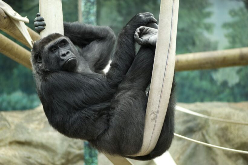 Wroclaw: Zoo with Private Transport and Tickets - Exploring Wroclaw Zoo: What to Expect