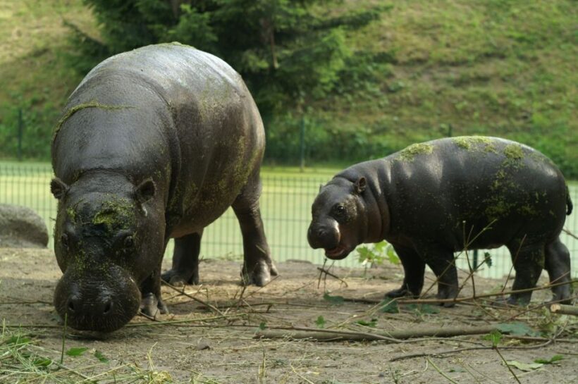 Wroclaw: Zoo with Private Transport and Tickets - Breaking Down the Itinerary