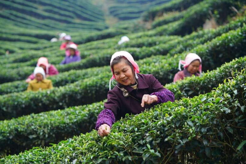 Wuyishan: 3-Day Tea Culture and Bamboo Rafting Tour - The Itinerary in Detail: What You’ll Do and Why It Matters