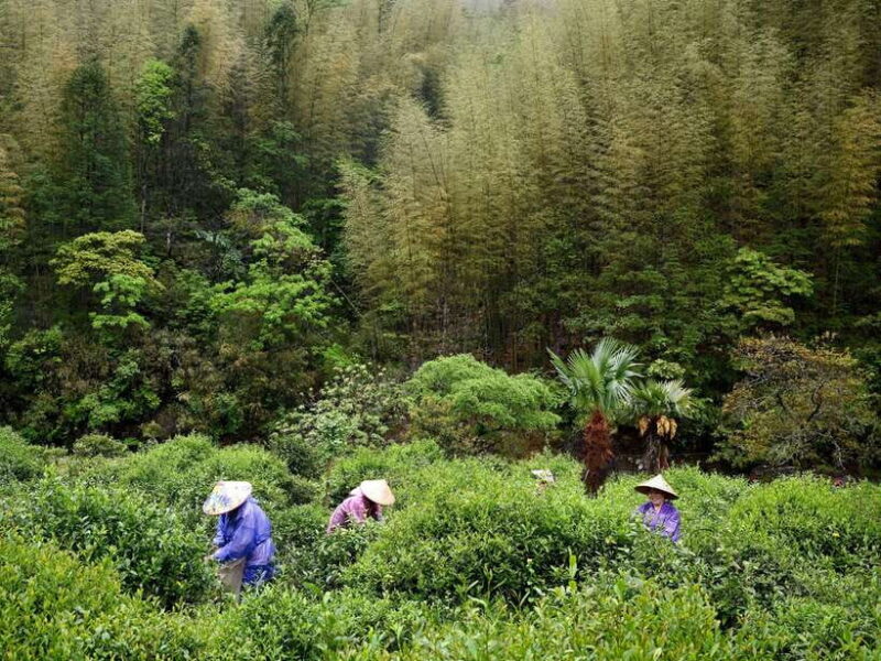 Wuyishan: 3-Day Tea Culture and Bamboo Rafting Tour - Comfort, Transportation, and Value