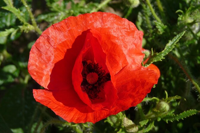 WW1 Canadian Battlefields Private Full-Day Tour from Paris - Final Thoughts