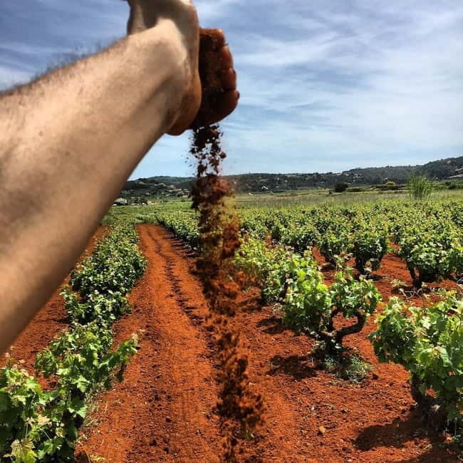 Xalo: Vineyard Tour with Wine Tasting and Snacks - Practical Details and Value