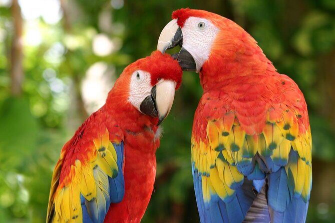 Xcaret Park! Nightshow, Underground River & Transportation - Key Points